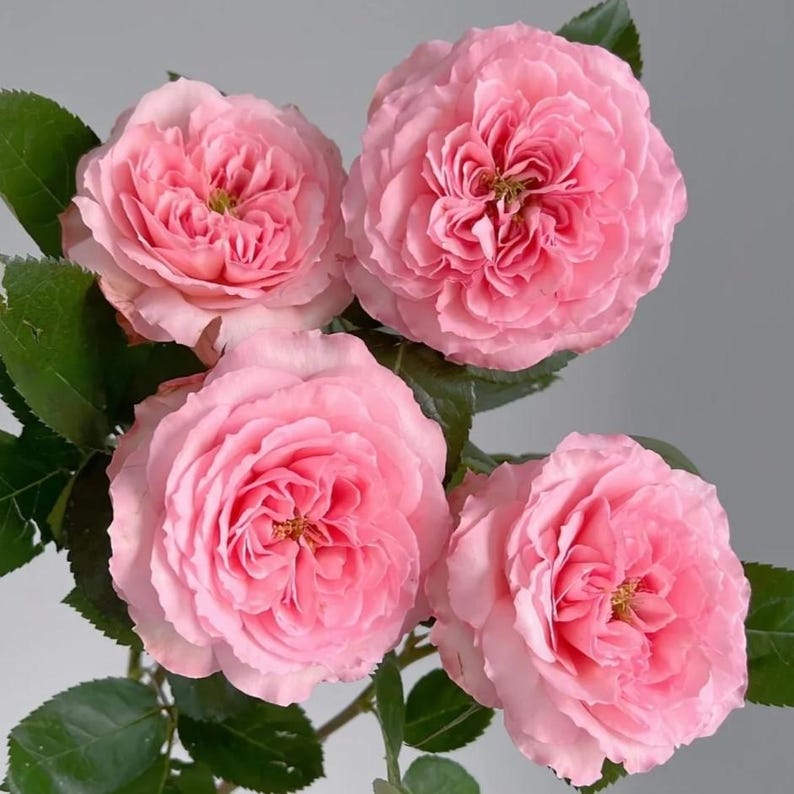 Rare Rose【mayra's Rose Pink】, Popular Rose (粉梅拉), 2-3gal Live Plant ...