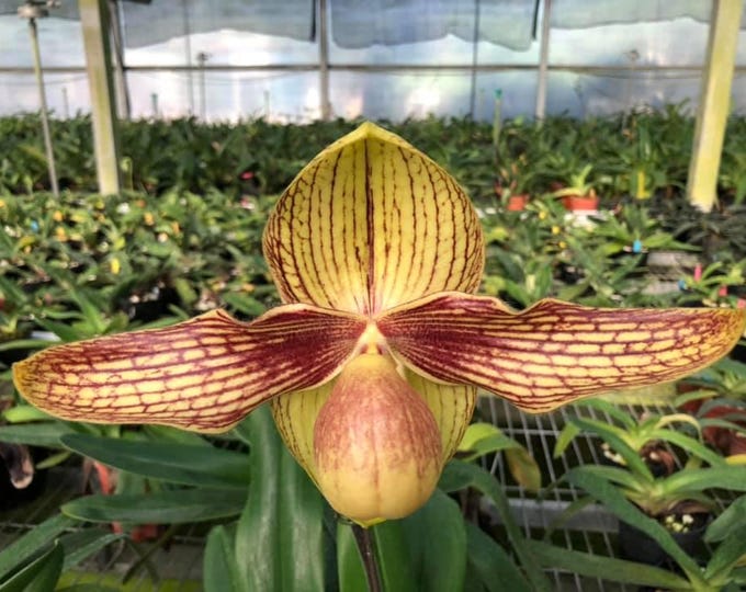 Paphiopedilum Alexej (hangianum X Rothschildianum), Blooming Size ...
