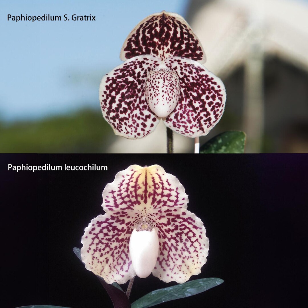 Paphiopedilum Leucochilum X Paph. S. Gratrix, Blooming Size, White ...