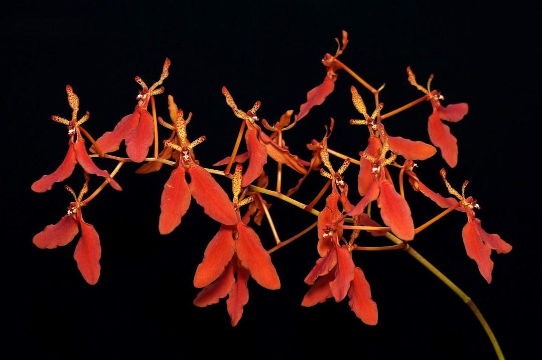 Renanthera Imschootiana, Blooming Size, Red Flower, Species Orchid ...