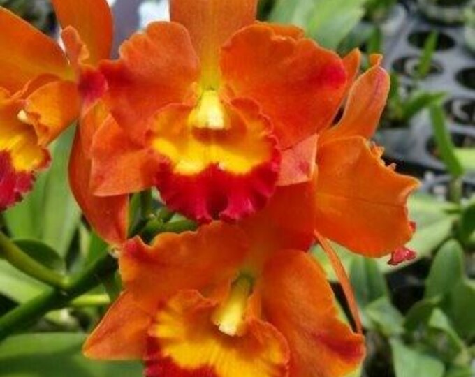 Rhyncattleanthe Miki Fire Ball rlc. Kat E-sun X Ctt. Little Fairy ...