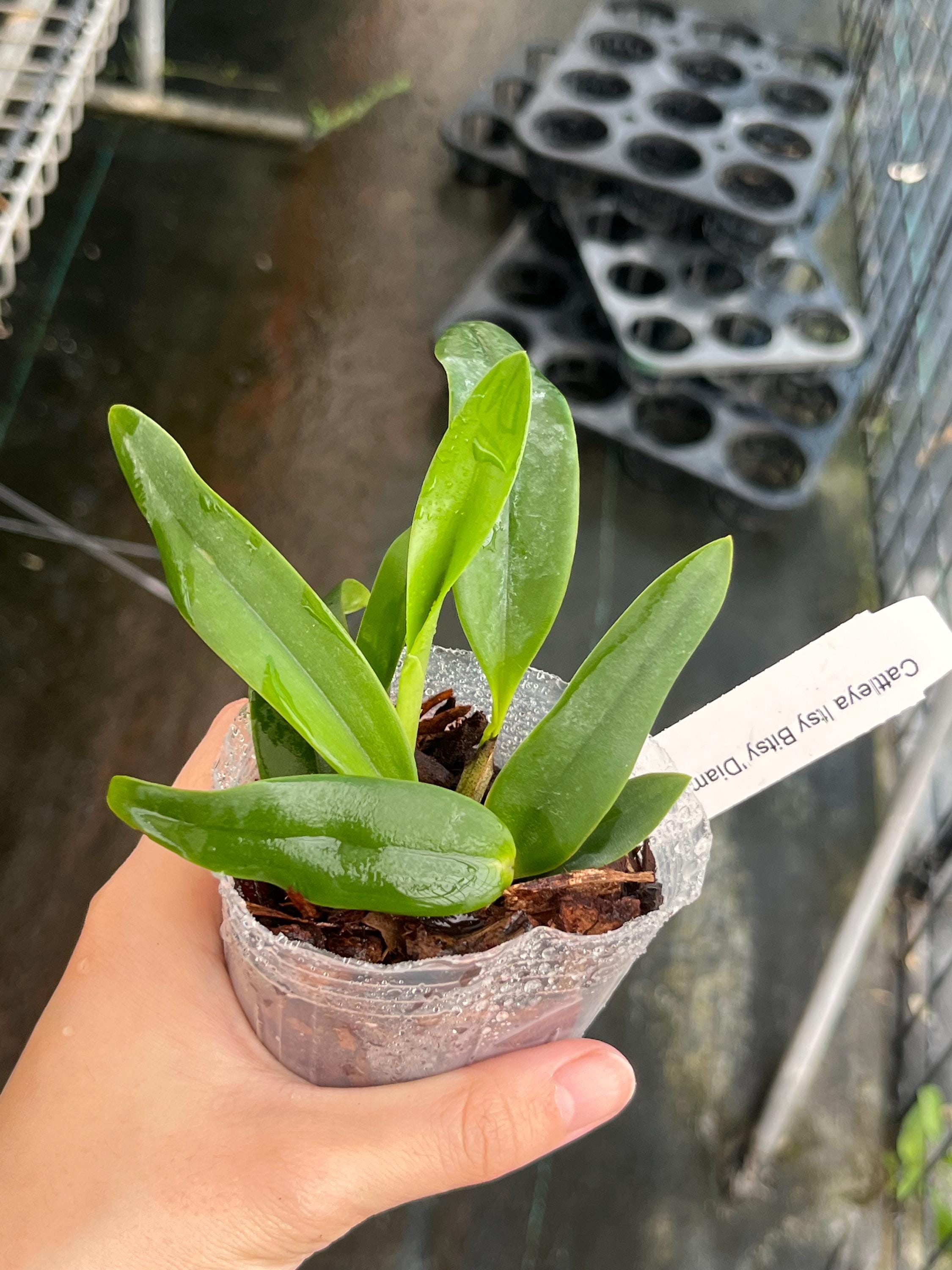 Cattleya Itsy Bitsy 'diamond Orchids 3n', Miniature, Blooming Size ...