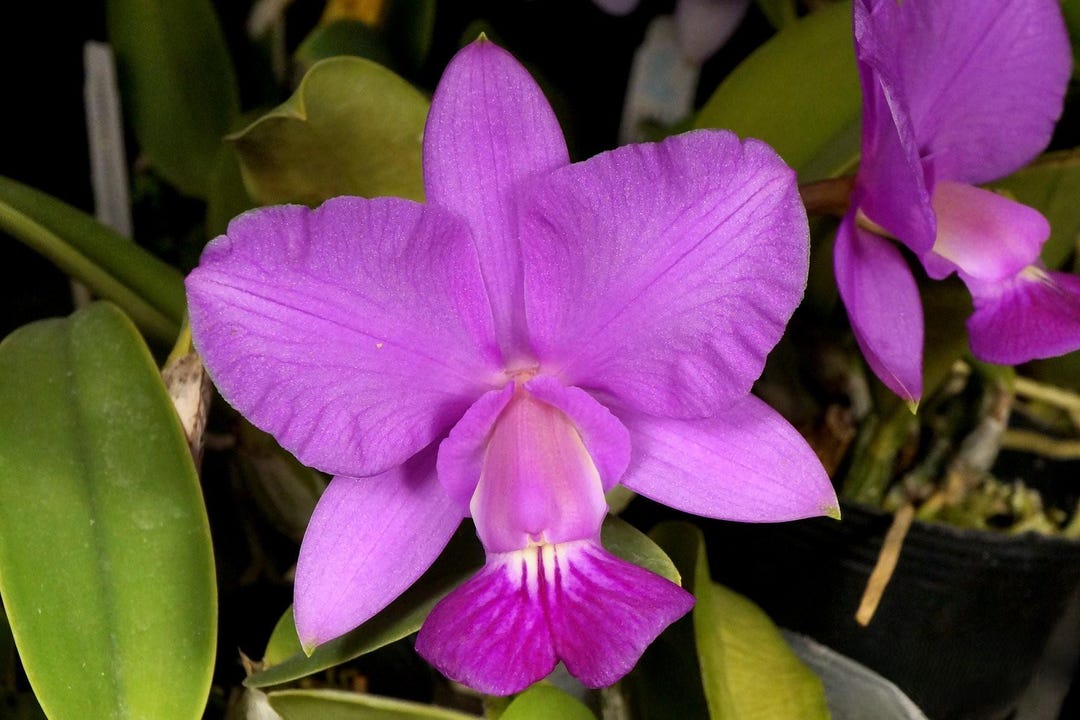 Cattleya Walkeriana F. Flamea X Sib, Fragrant, Dark Pink Flowers ...