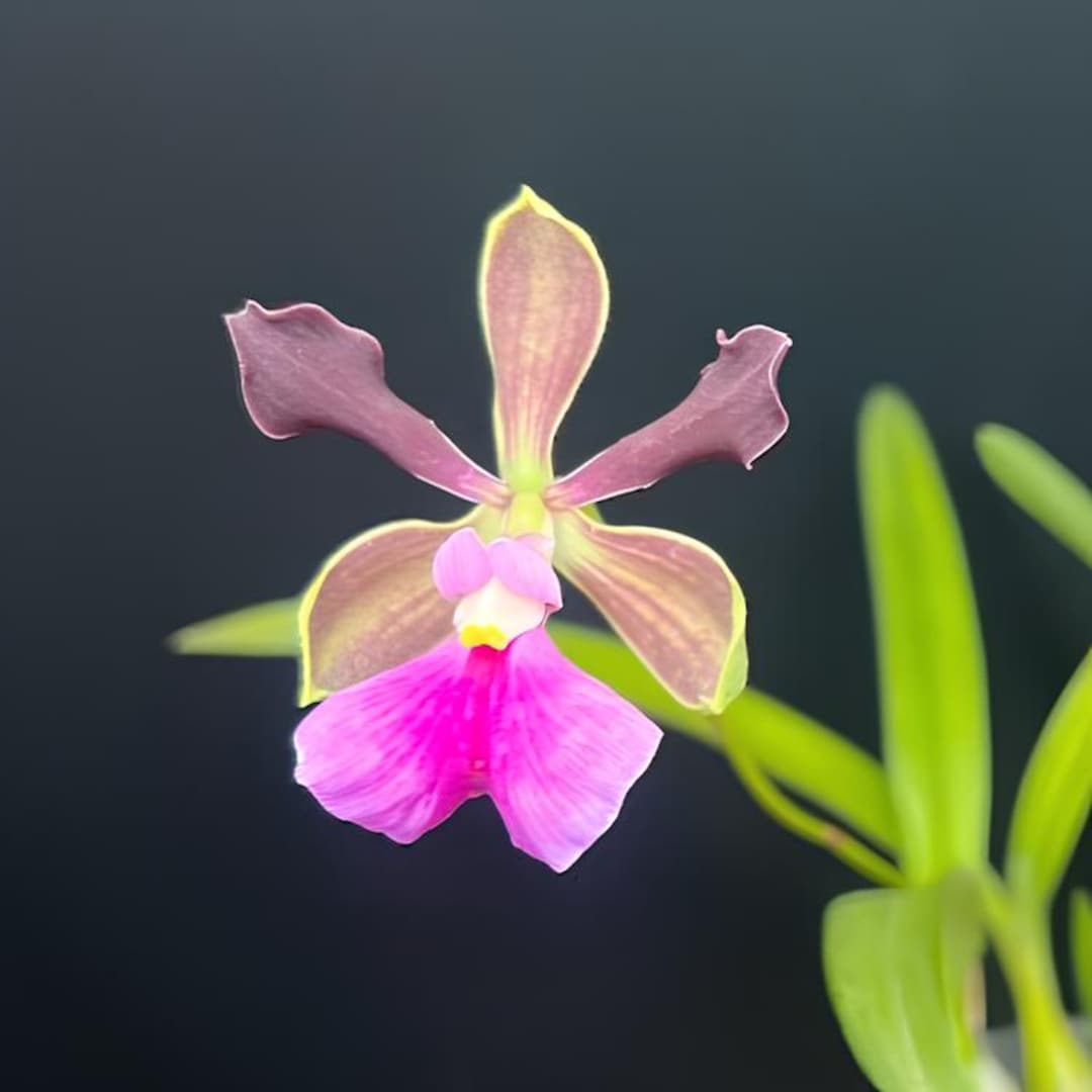 Encyclia Rioclarense (enc. Cordigera X Enc. Randii), Fragrant, Blooming ...