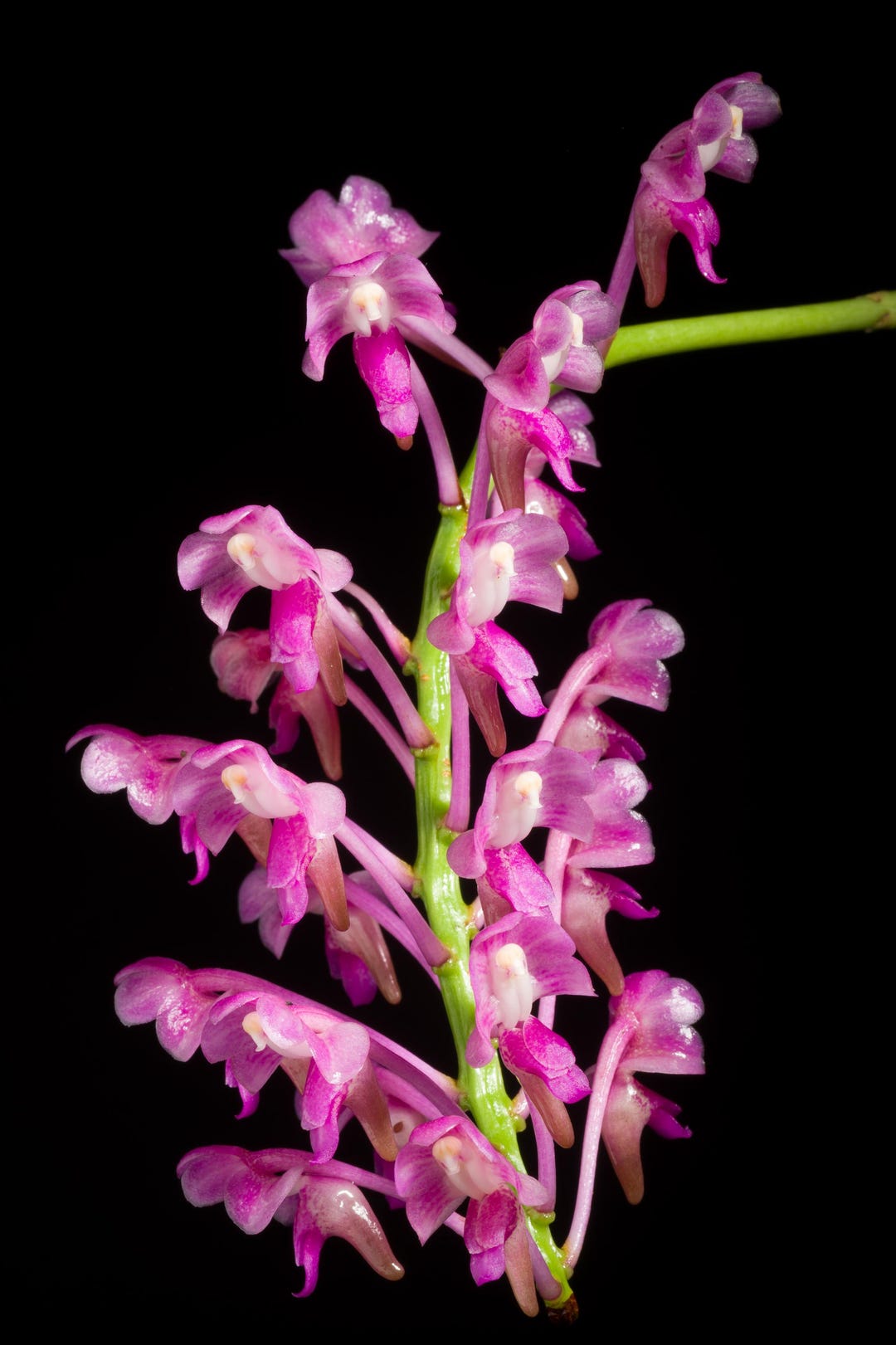 Aerides Leeana / Aerides Jarckiana, Fragrant, Blooming Size, Dard Pink ...