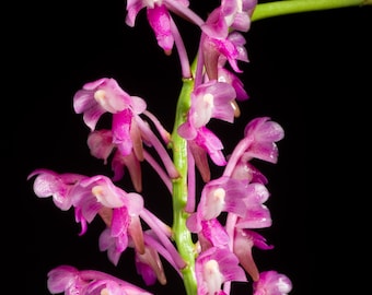 Aerides Houlletiana Fragrant Orchid - Etsy
