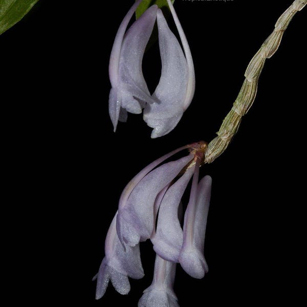 Blue Purple Orchid - Etsy