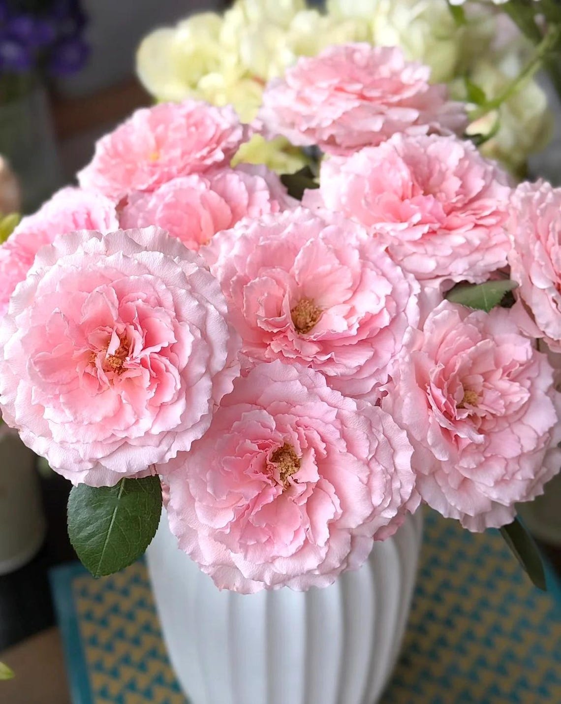 Rare Rose【mayra's Rose Pink】, Popular Rose (粉梅拉), 2-3gal Live Plant ...