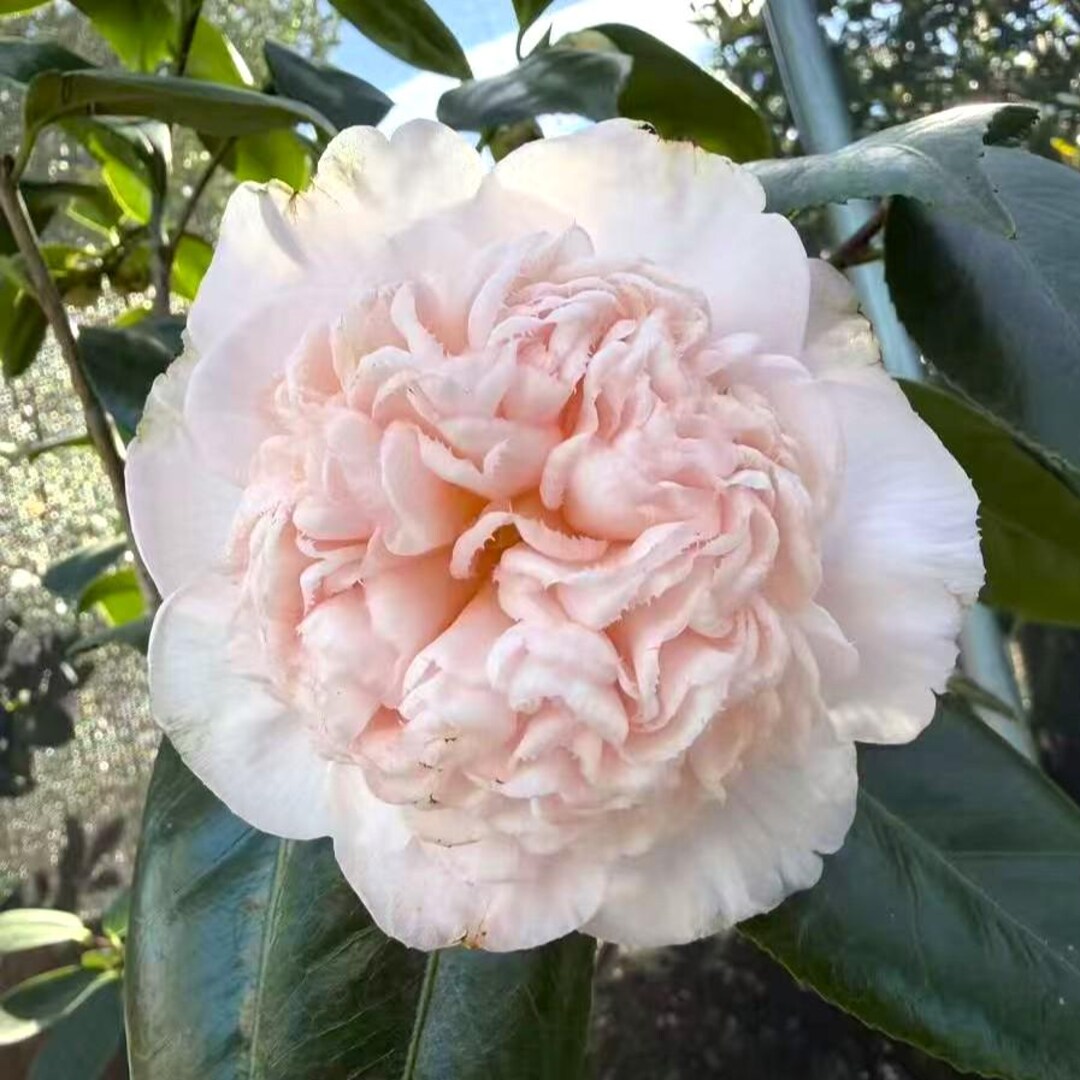 Camellia Japonica 'mrs D. W. Davis Descanso', Very RARE Camellia (戴氏之歌 ...