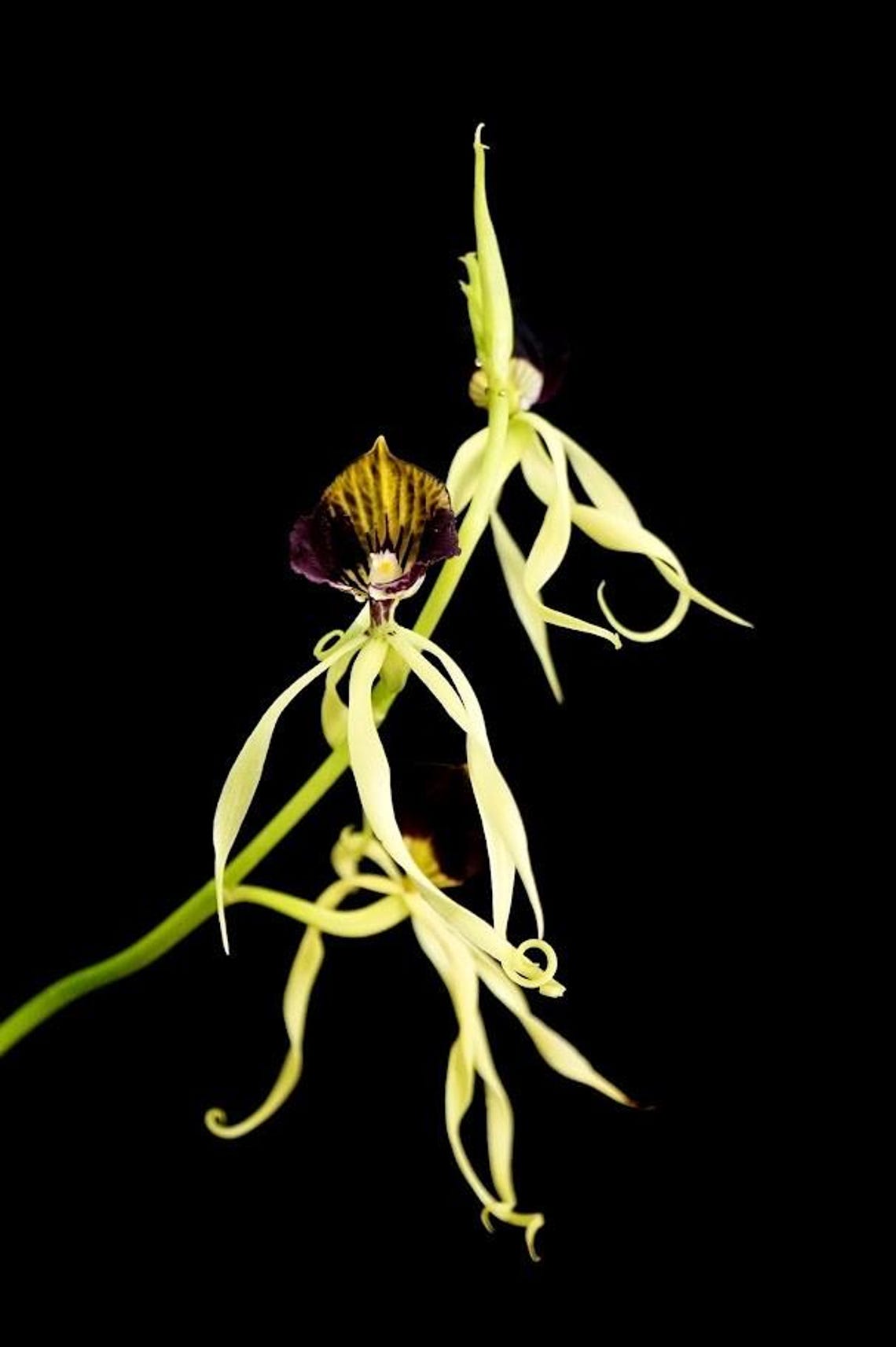 Encyclia Cochleata / Prosthechea Cochleata, Blooming Size, Green Brown ...