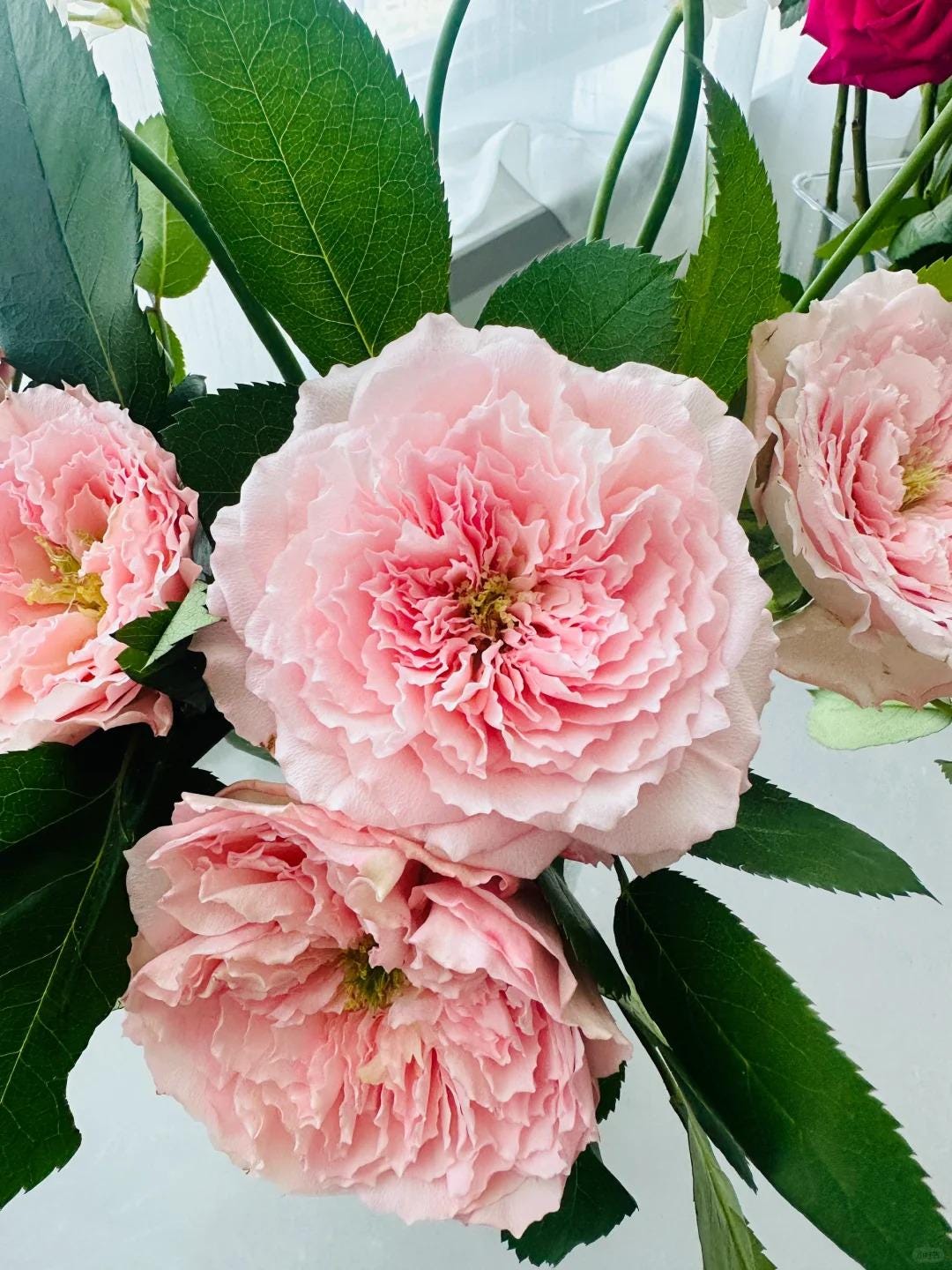 Rare Rose 'mayra's Rose Pink', Popular Rose (粉梅拉), 2-3gal Live Plant ...