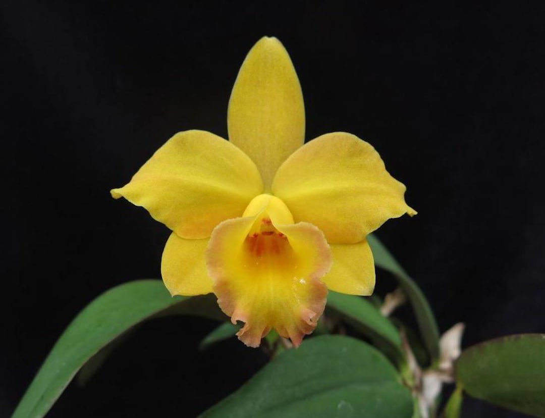 Cattleya Itsy Bitsy 'diamond Orchids 3n', Miniature, Blooming Size ...