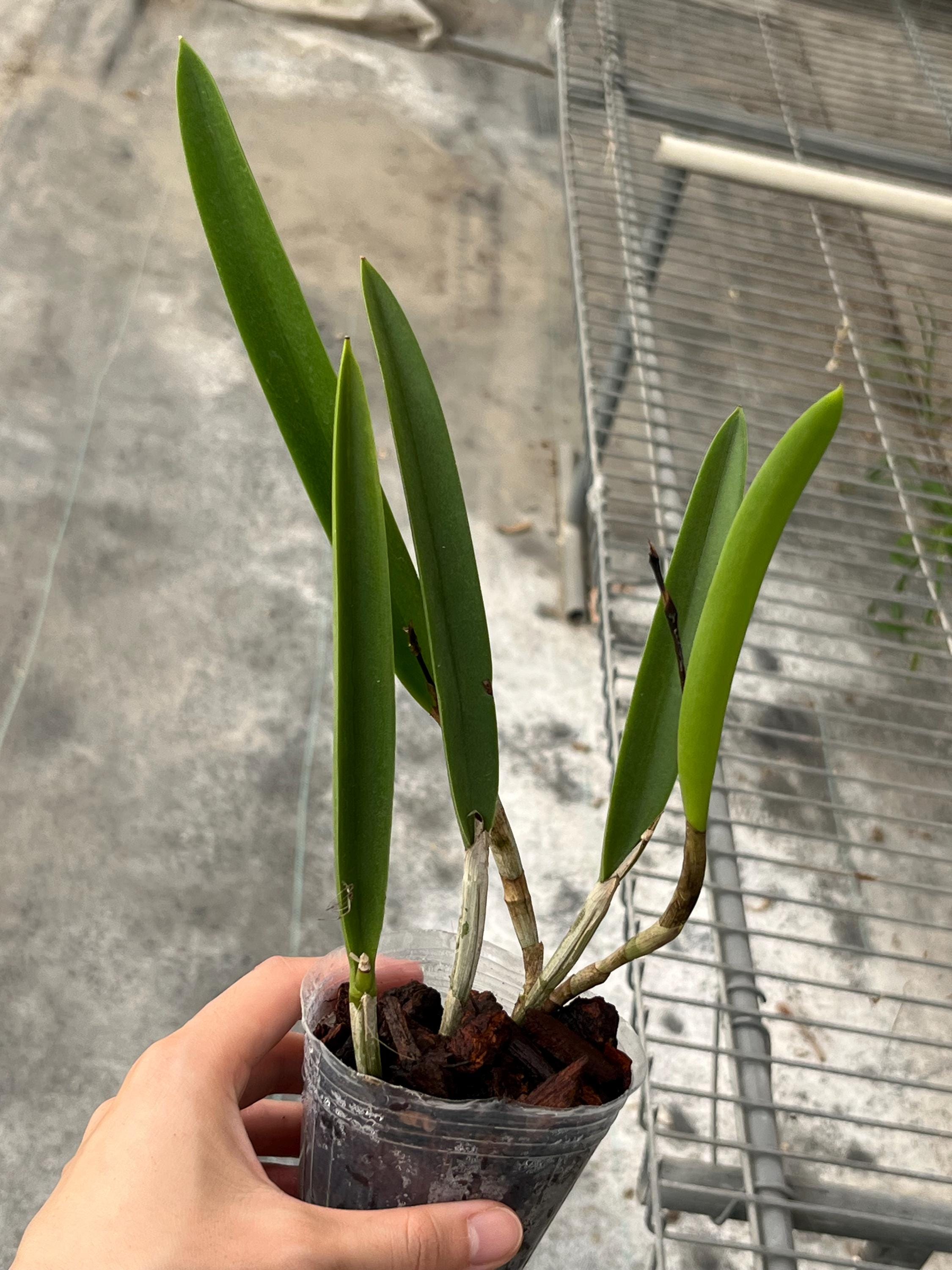 Brassocattleya (bc.) Pinky Snookie (b.nodosa × C. Walkeriana), Blooming ...