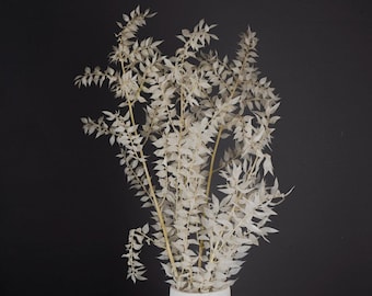 White Ruscus Branches, Premium Bleached Italian Ruscus, Dried DIY ...