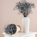 Preserved Dark Blue Gypsophila Flowers - Dried Flowers Wholesale ...
