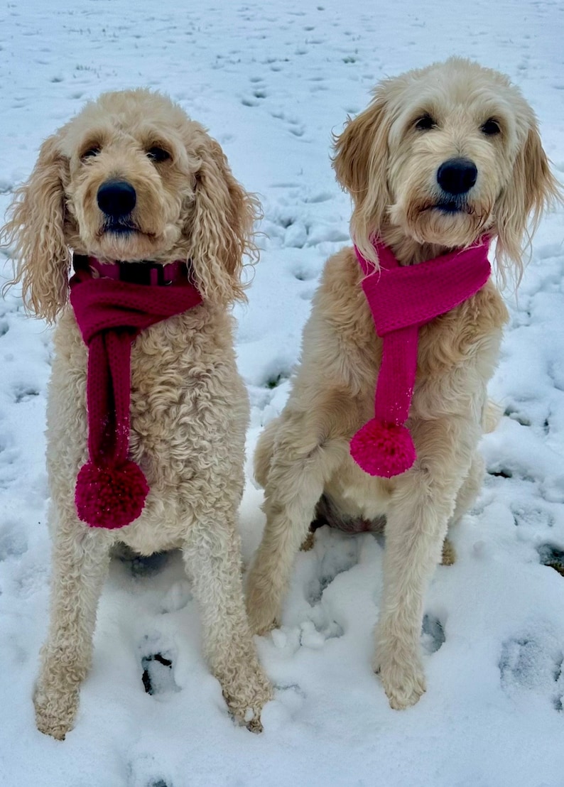 Knitted Dog Scarf | Cozy Winter Dog Accessory | Pom-pom Dog Scarf ...