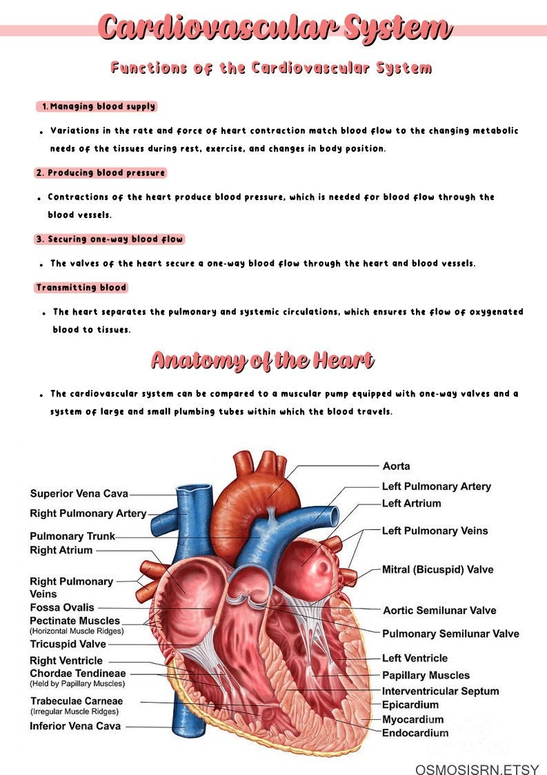 Anatomy and Physiology Notes L Anatomy Study Guide L Physiology Study ...