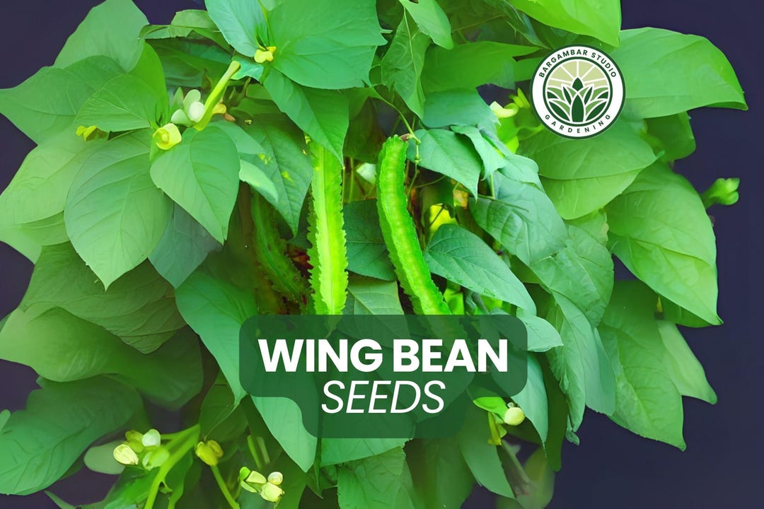 20 Wing Bean Seeds: Tropical Climbing Vegetable Vine - Etsy