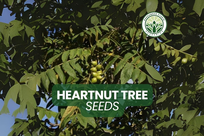 Heartnut Tree Seeds: Edible Nuts, Ornamental Foliage - 4 Seeds - Etsy