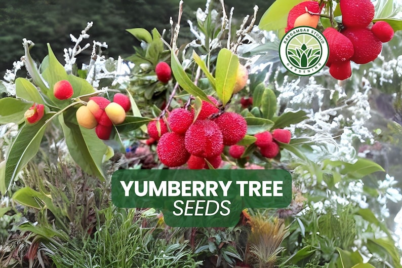 10 Yumberry Tree Seeds: Myrica Rubra - Sweet-tart Fruit - Etsy