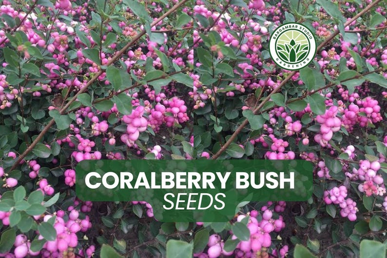 30 Coralberry Bush Seeds for Planting | Symphoricarpos Orbiculatus ...