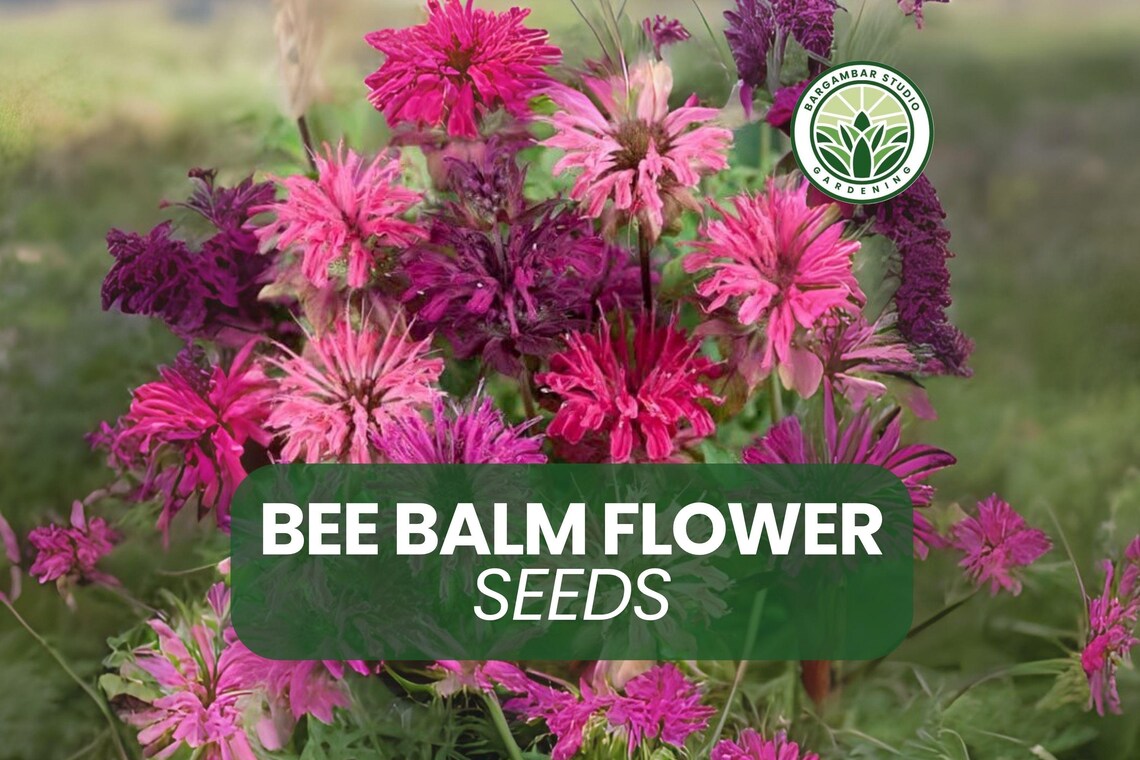 50 Bee Balm Flower Seeds: Monarda Didyma - Mixed Colors, Pollinator ...