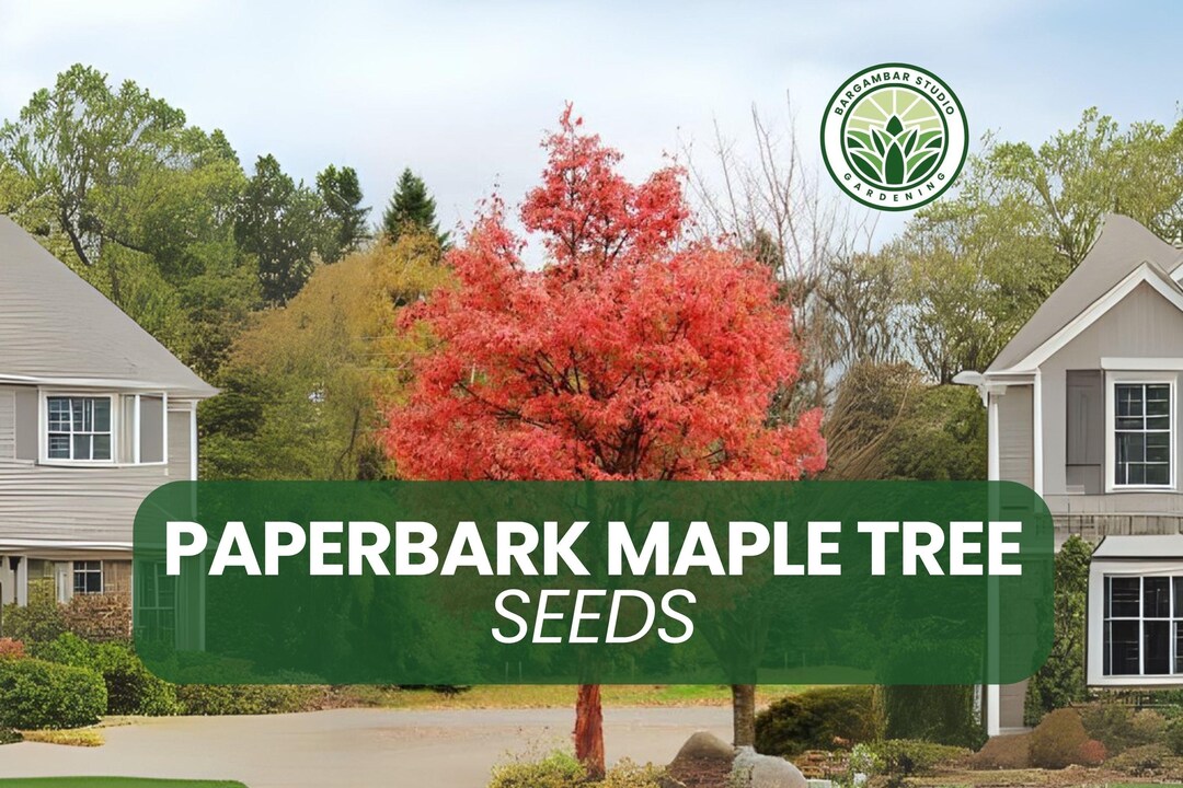 10 Paperbark Maple Tree Seeds – Acer Griseum – Ornamental Tree With ...