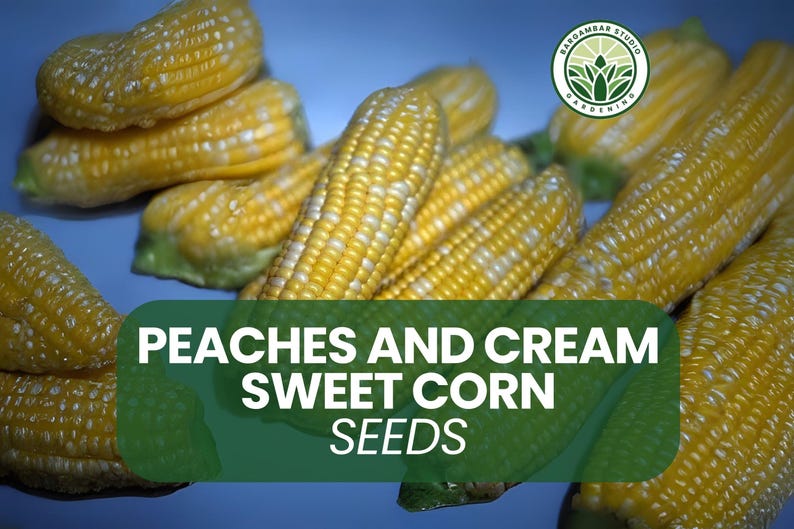 Peaches and Cream Sweet Corn Seeds: Bicolor Heirloom, 100 Non-gmo - Etsy