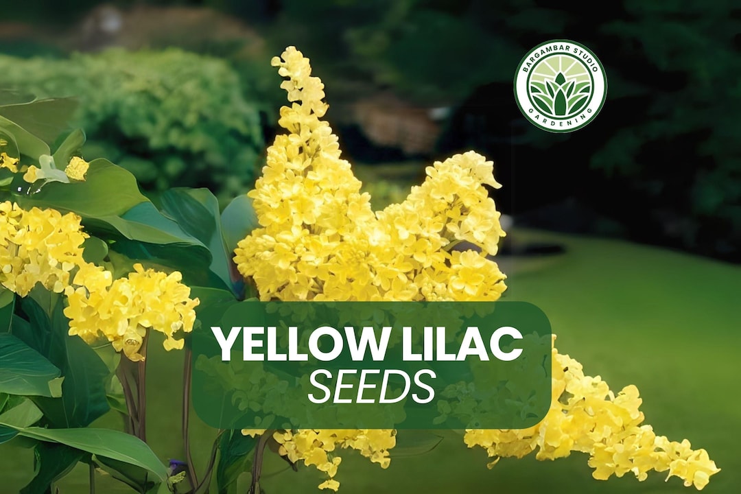 Yellow Lilac Seeds: Rare Fragrant Shrub - 50 Seeds - Etsy