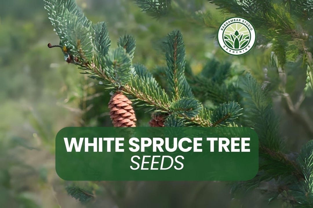 White Spruce Tree Seeds: Cold Hardy Evergreen for Windbreak - Etsy