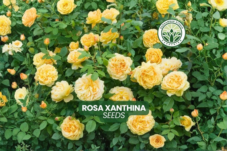 Rosa Xanthina Seeds: Yellow Manchu Rose Shrub Flower Planting - Etsy