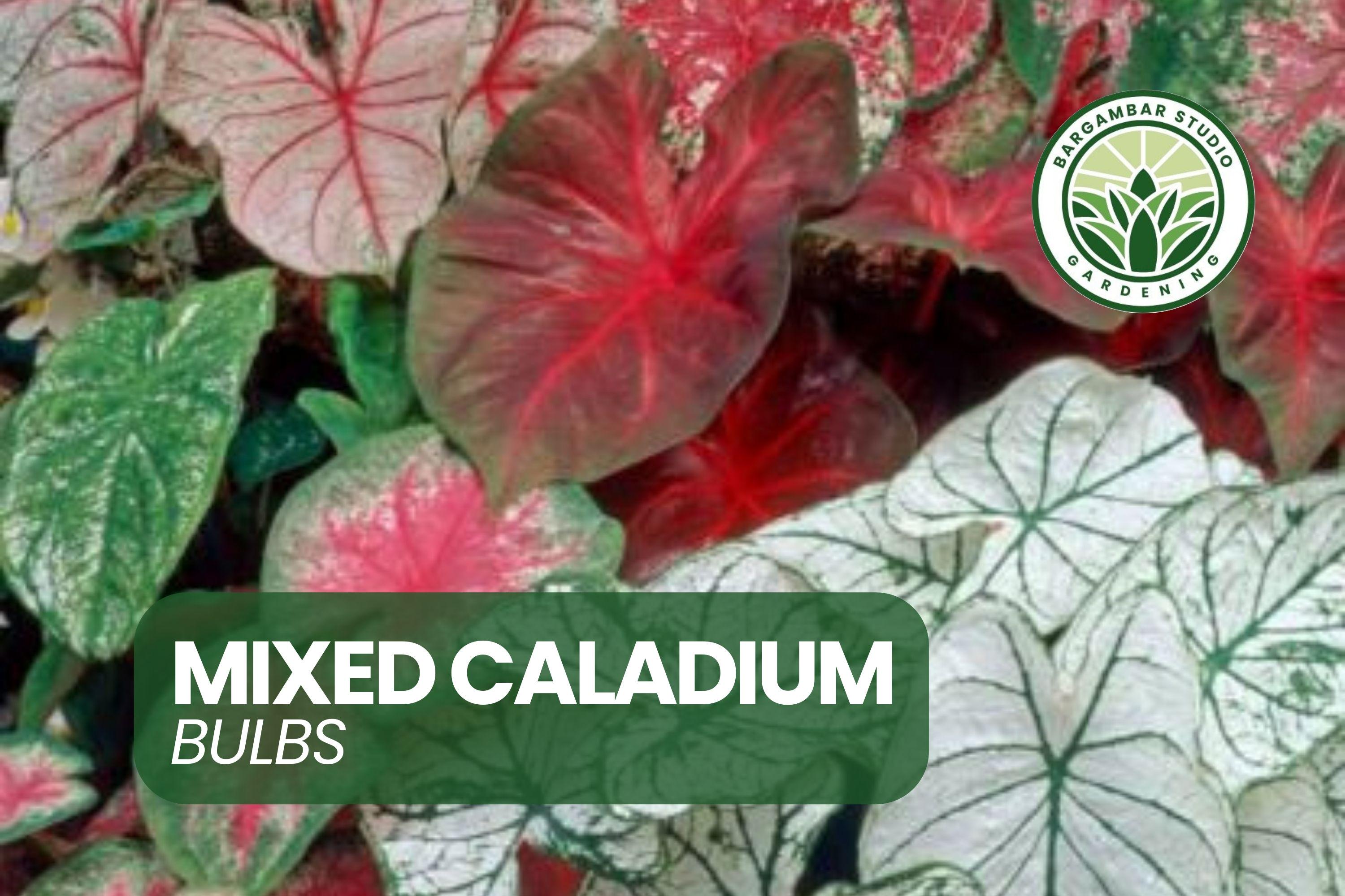 10 Mixed Caladium Bulbs – Colorful Foliage – Ideal for Shade Gardens ...