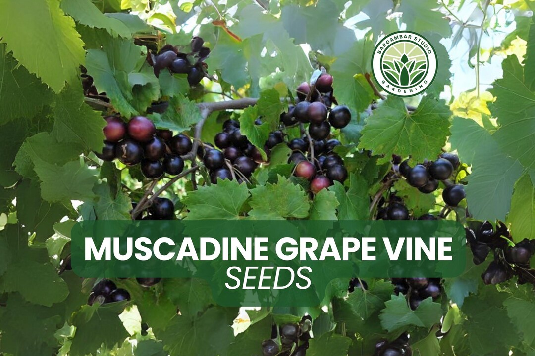 Muscadine Grape Vine Seeds: Vitis Rotundifolia, Edible Grapes - 5 Seeds ...