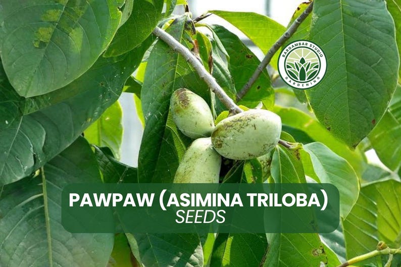 Pawpaw Tree Seedlings (asimina Triloba) | Native Fruit Tree - 5 Live ...