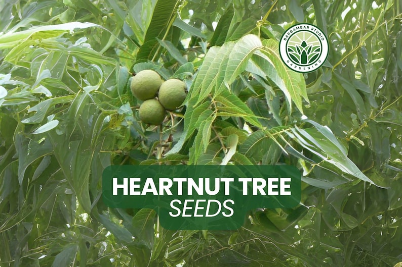 Heartnut Tree Seeds: Edible Nuts, Ornamental Foliage - 4 Seeds - Etsy