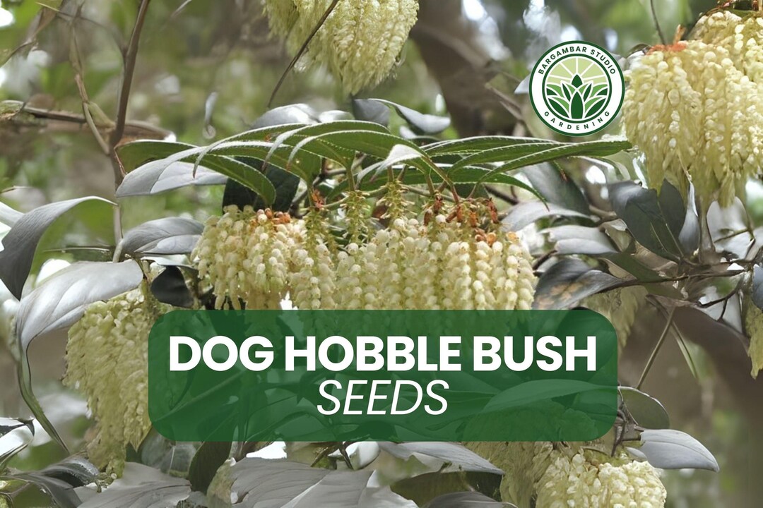 Dog Hobble Bush Seeds – 40 Seeds – Leucothoe Fontanesiana – Evergreen ...
