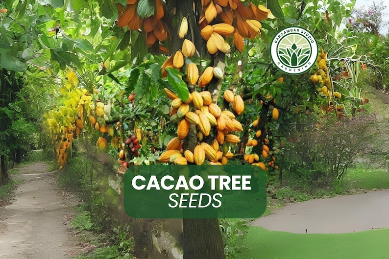 4 Cacao Tree Seeds for Planting - Theobroma Cacao - Grow Your Own ...