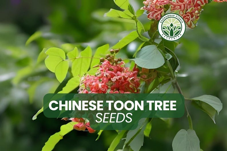 30 Chinese Toon Tree Seeds – Toona Sinensis Seeds for Planting, Hardy ...