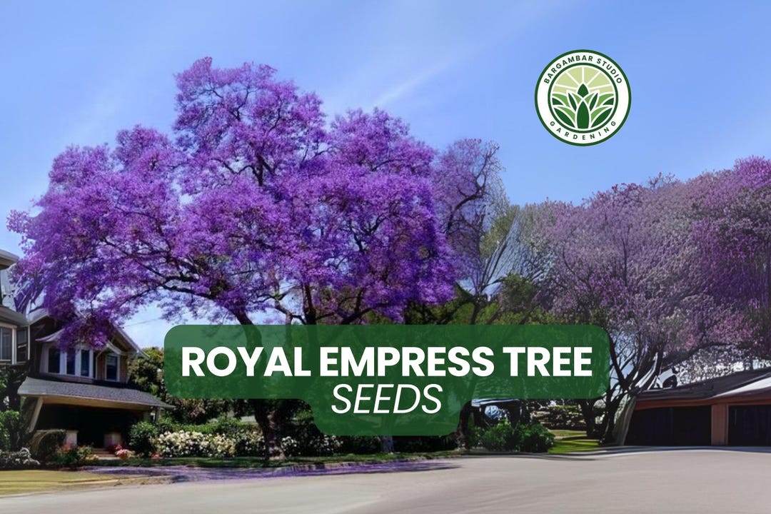 Royal Empress Tree Seeds: Fast-growing Paulownia Tomentosa With Purple ...