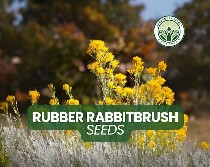 Art Print: Rubber Rabbitbrush/chamisa Botanical Drawing - Etsy