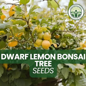 Dwarf Lemon Bonsai Tree Seeds: Indoor/outdoor Citrus Plants (30+ Seeds ...
