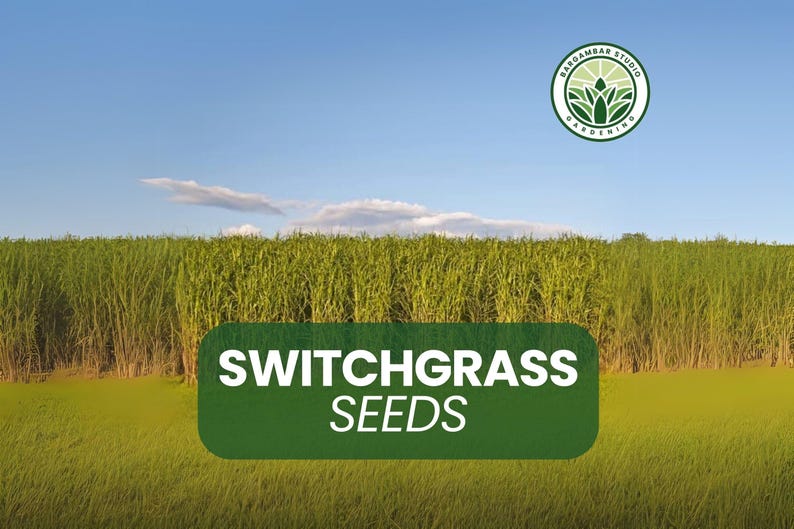 1,000 Switchgrass Seeds – Panicum Virgatum – Native Perennial Grass – Drought-tolerant – Erosion ...