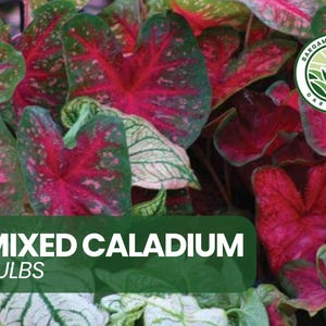 10 Mixed Caladium Bulbs – Colorful Foliage – Ideal for Shade Gardens ...