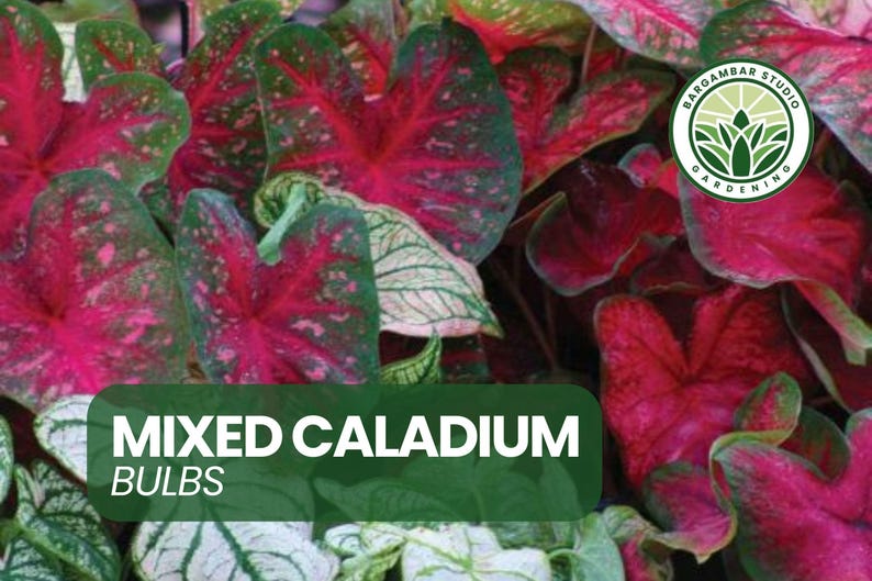 10 Mixed Caladium Bulbs – Colorful Foliage – Ideal for Shade Gardens ...