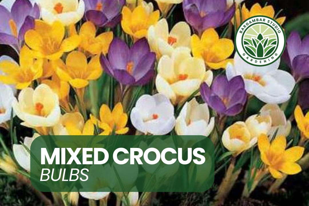 50 Mixed Crocus Bulbs – Vibrant Early Spring Perennials – Easy to Grow ...