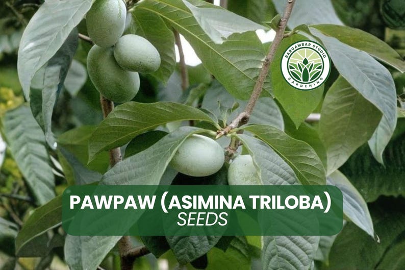 Pawpaw Tree Seedlings (asimina Triloba) | Native Fruit Tree - 5 Live ...