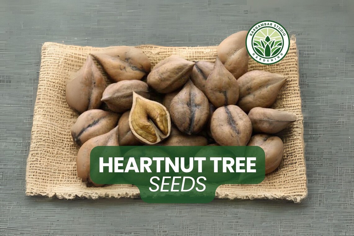 Heartnut Tree Seeds: Edible Nuts, Ornamental Foliage - 4 Seeds - Etsy
