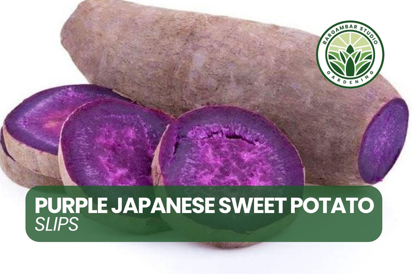3 Purple Japanese Sweet Potato Slips - Etsy