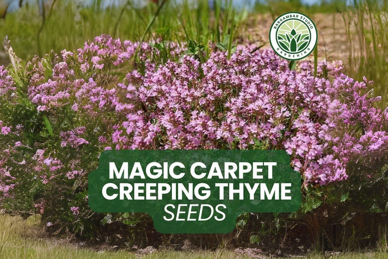 250 Magic Carpet Creeping Thyme Seeds: Pink Blooms Ground Cover - Etsy