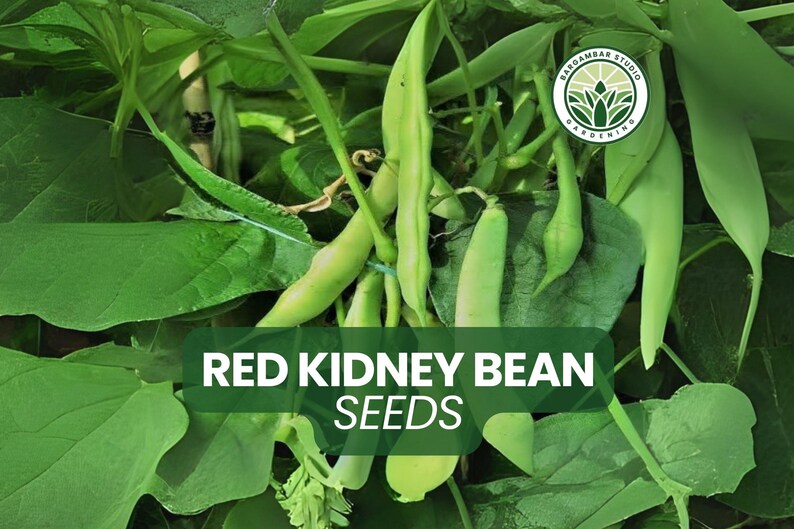 Heirloom Red Kidney Bean Seeds - Phaseolus Vulgaris - 30 Seed Pack - Etsy
